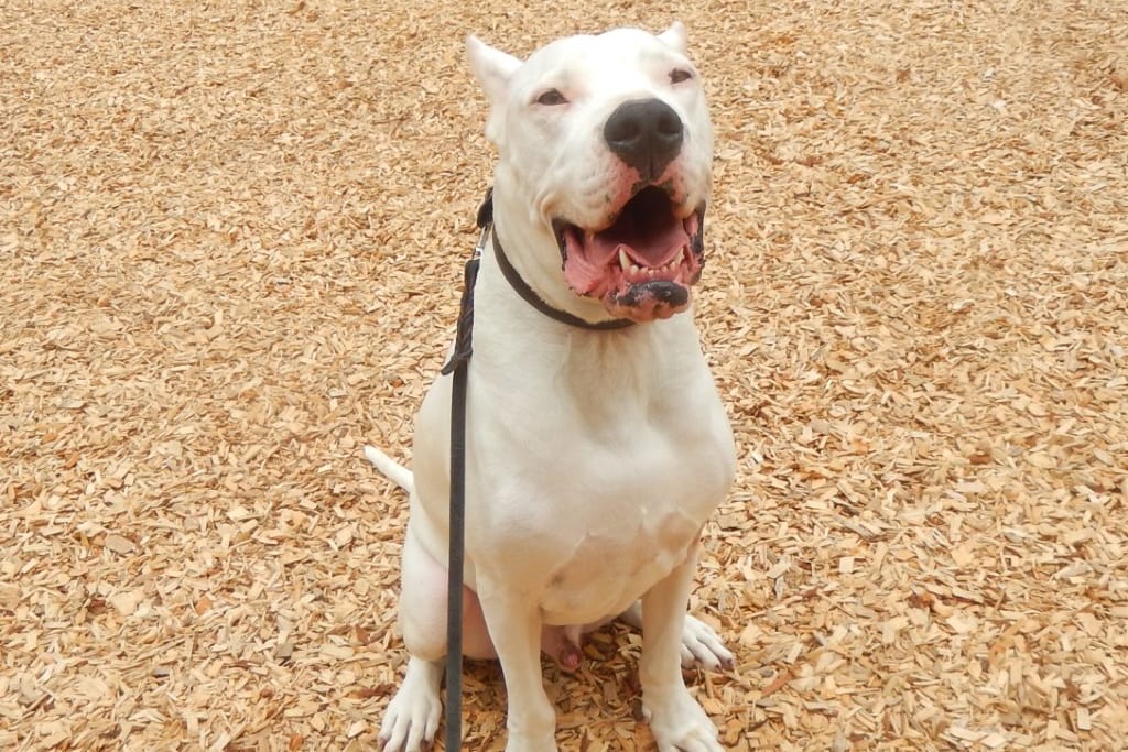 Guapo’s Journey to Obedience | K9 Behavioral Success Story