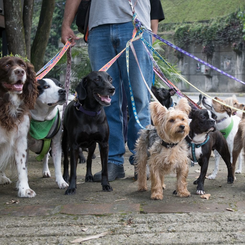 Canine Behavioral Services | Dog Training in RI & Natural Dog Behavior ...