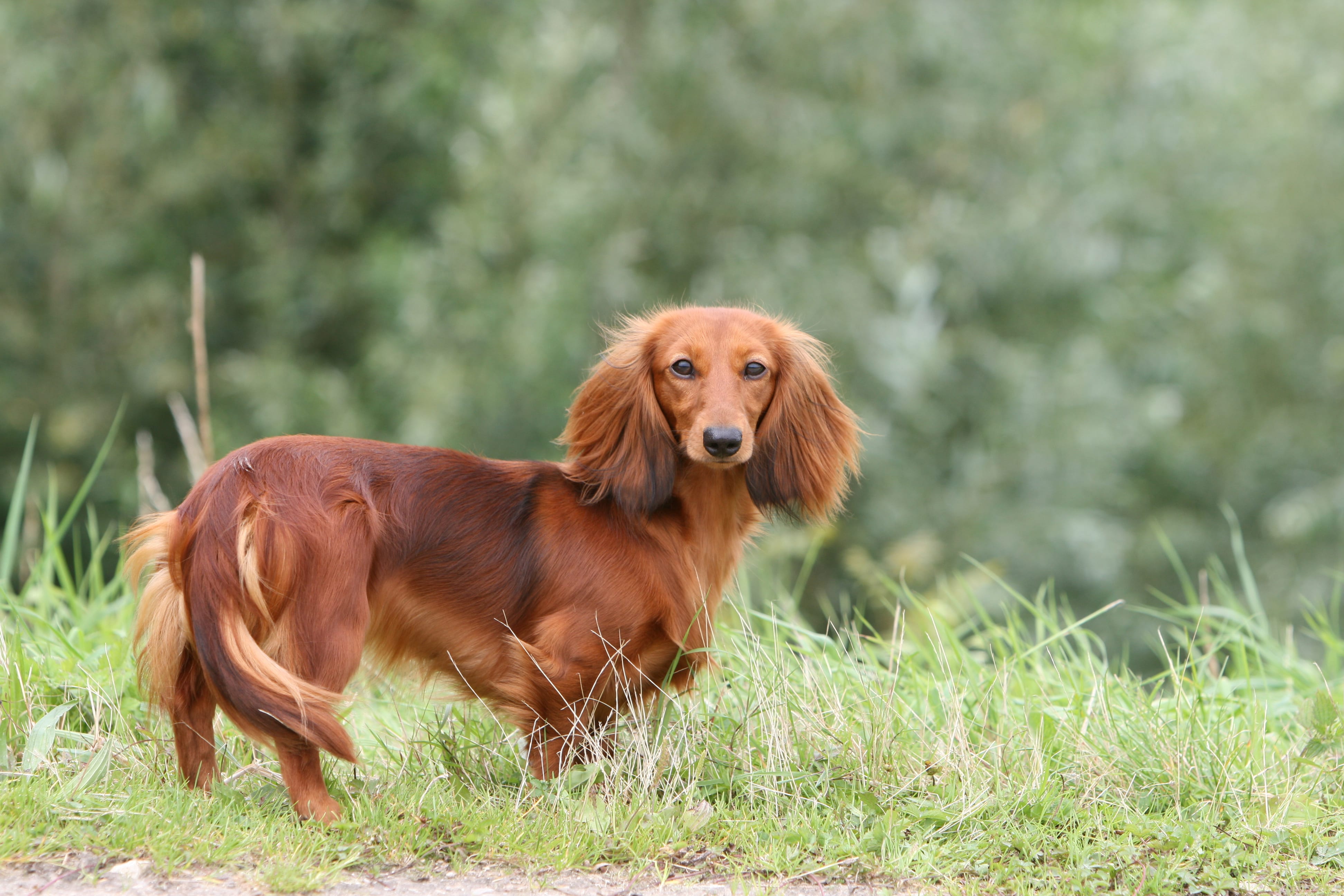 Weiner Dogs Need Help | Canine Behavioral Services