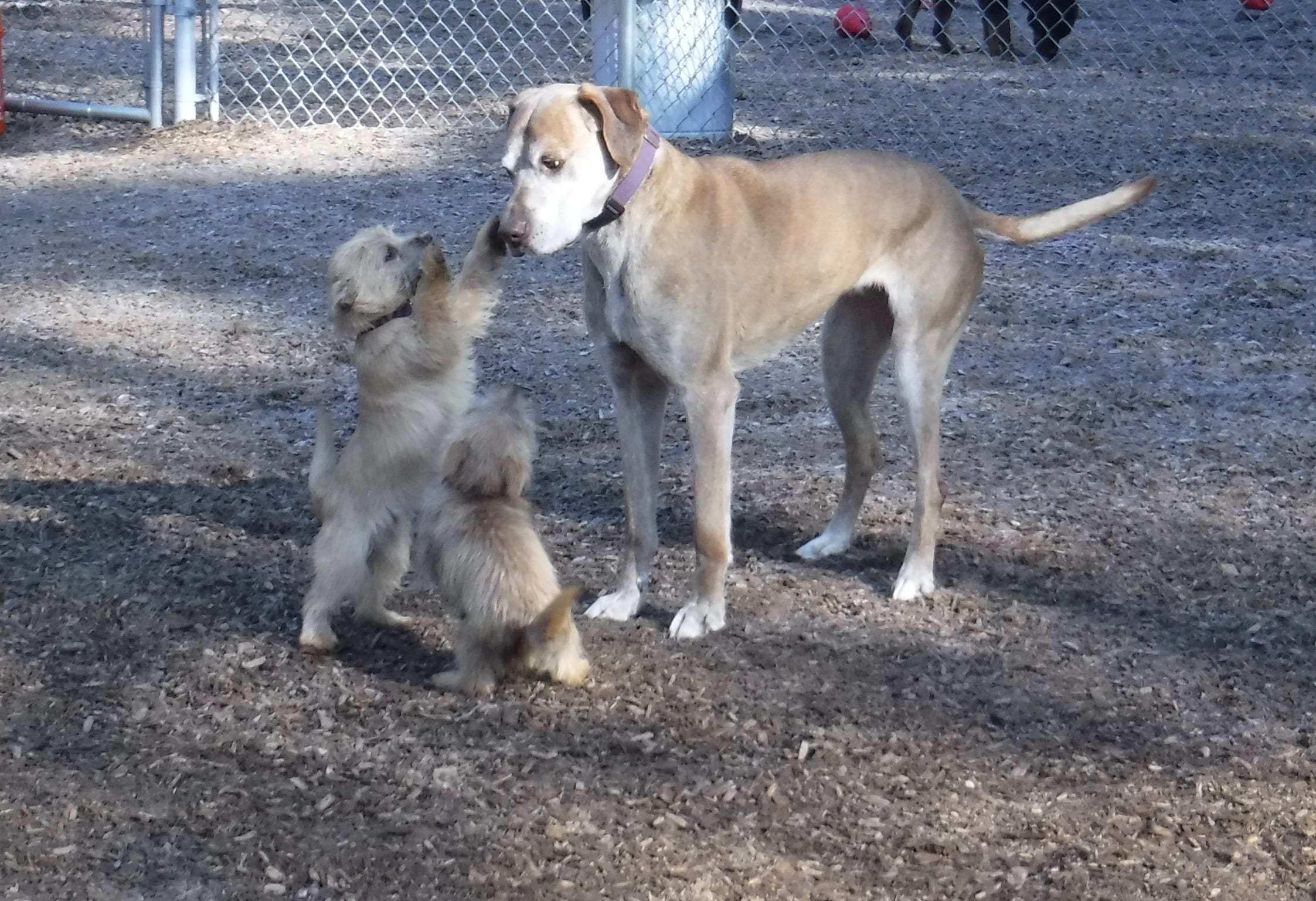 Alice | Canine Behavioral Services