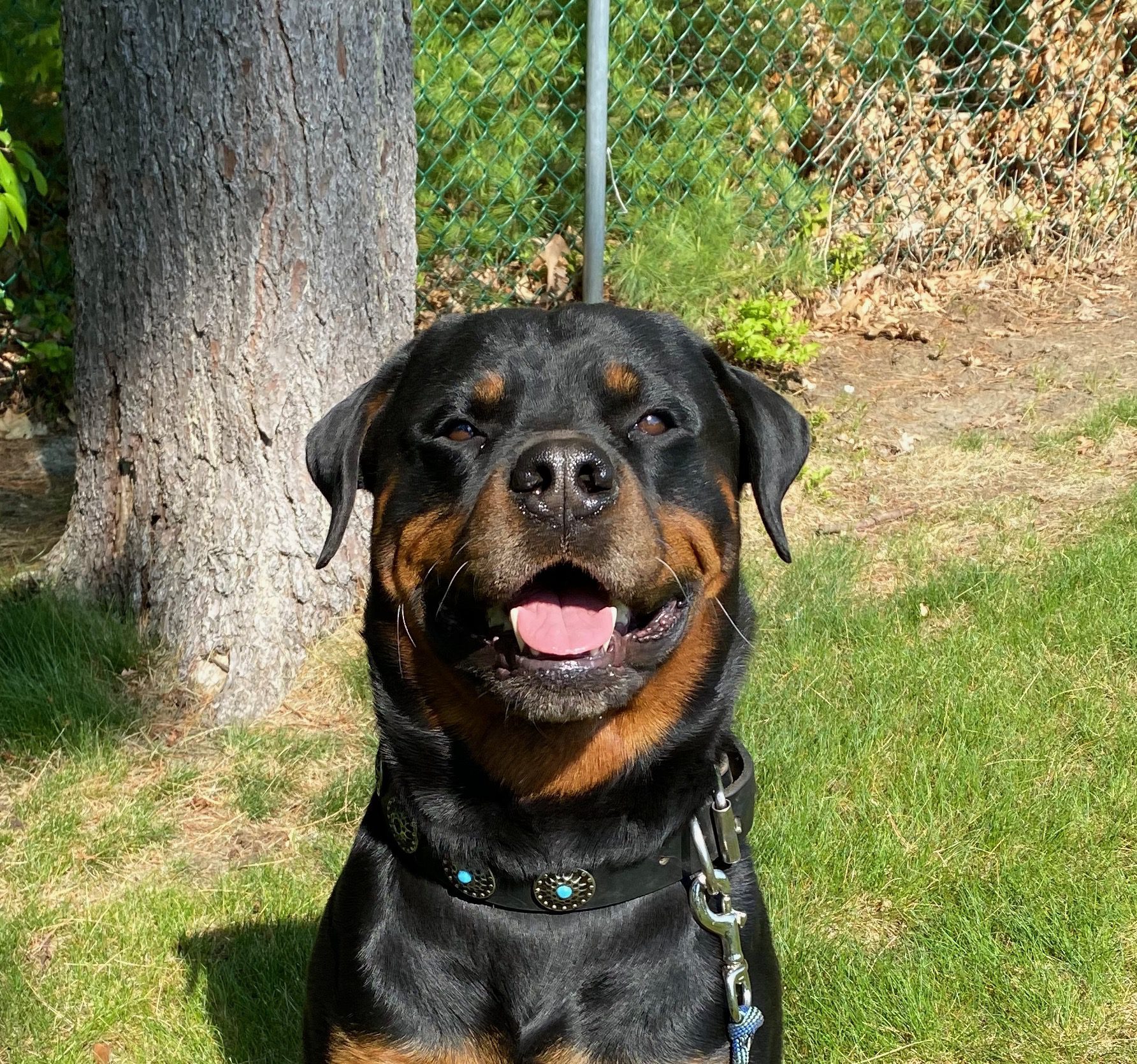 Prince Rufus | Canine Behavioral Services