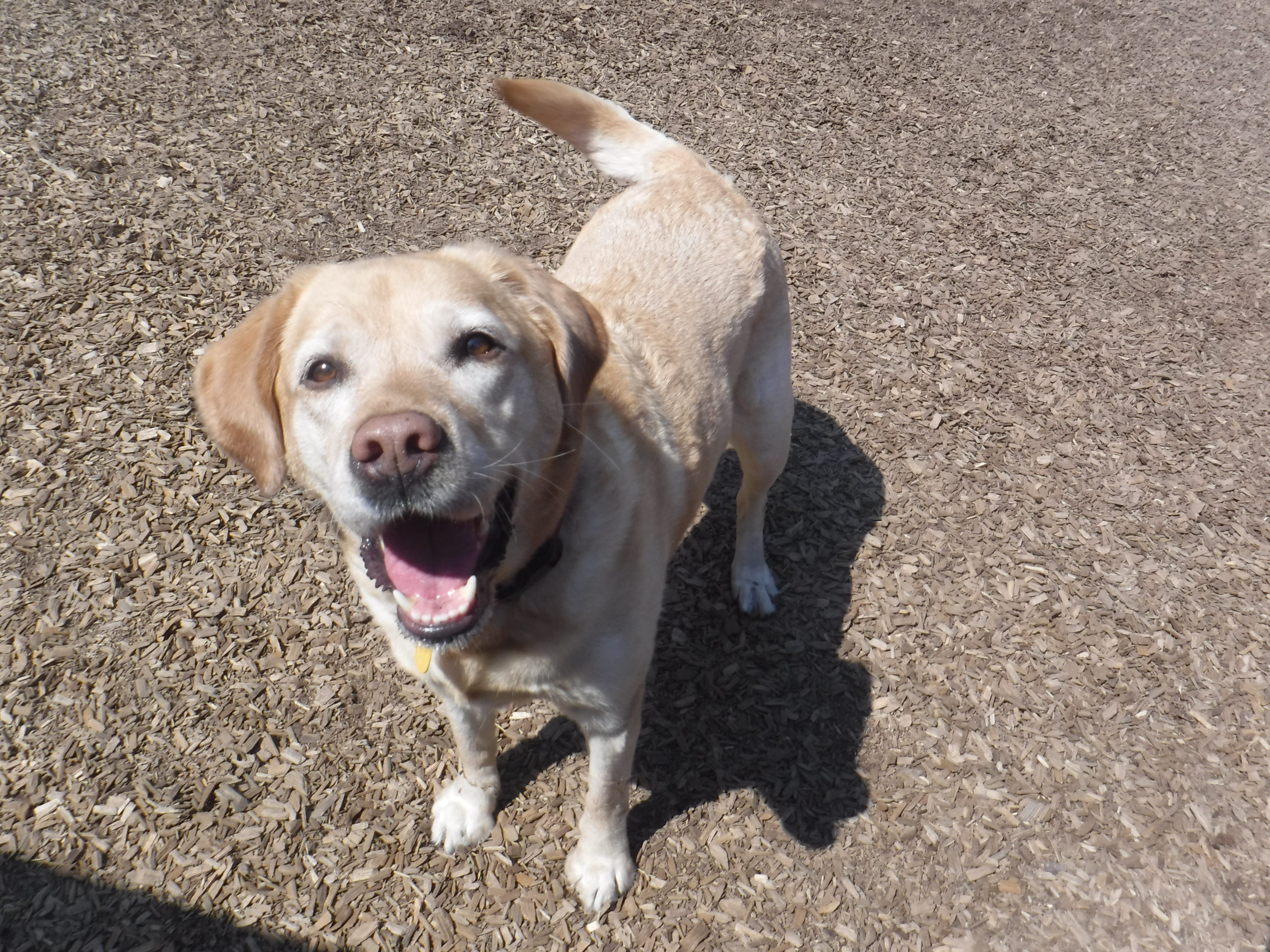 Murray | Canine Behavioral Services
