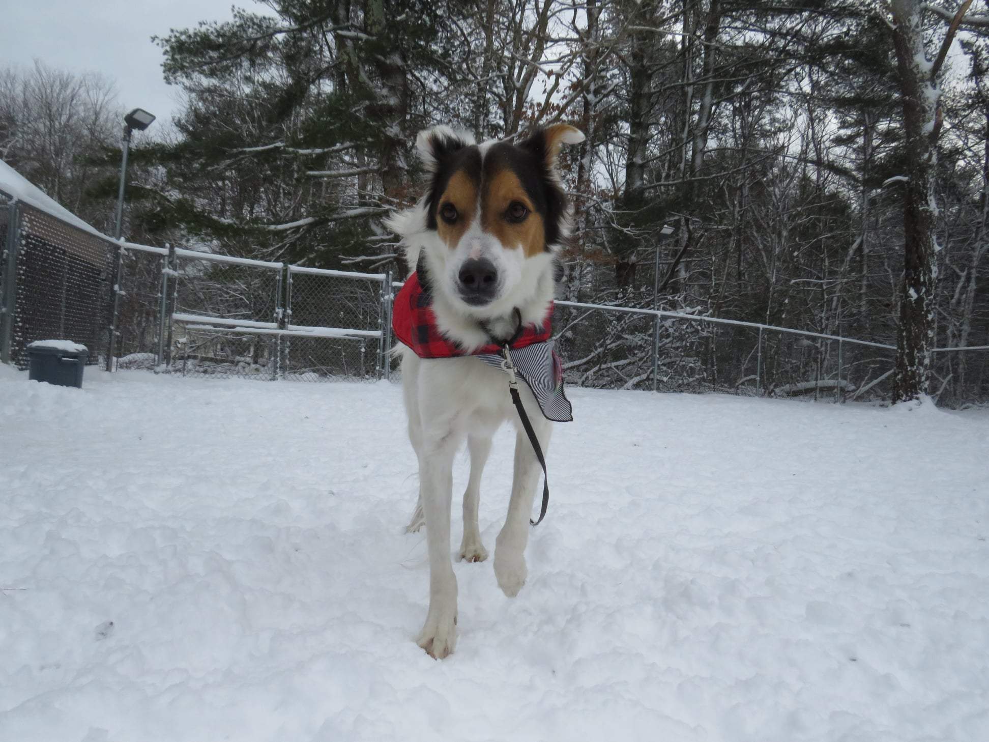 Bandit Beats the Odds! | Canine Behavioral Services