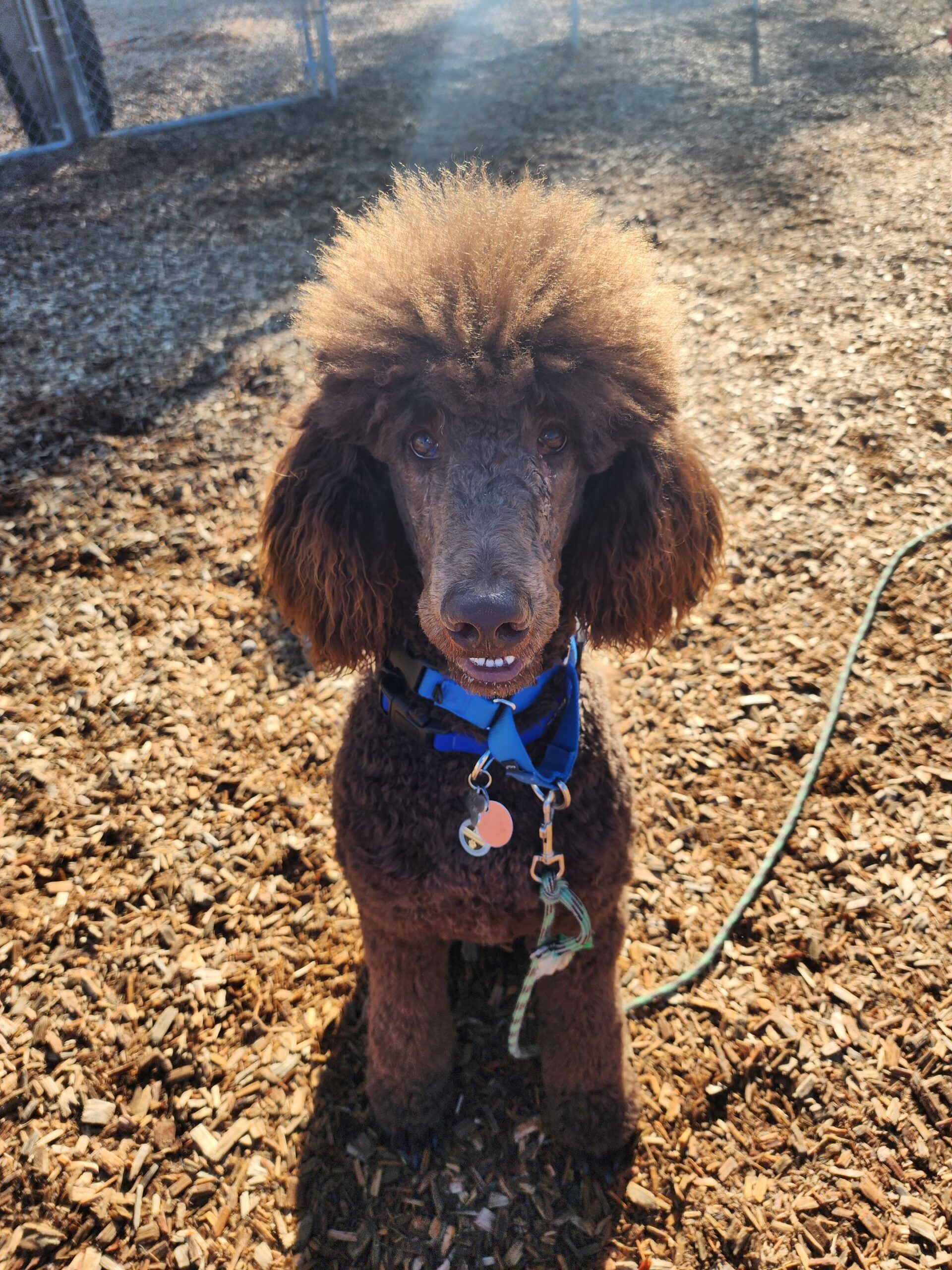 Never Give Up On Nigel! | Canine Behavioral Services